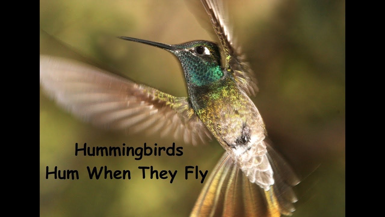 Hummingbirds Hum When They Fly 🎶 Kids Hummingbird Song 🎶 Kids Animal ...