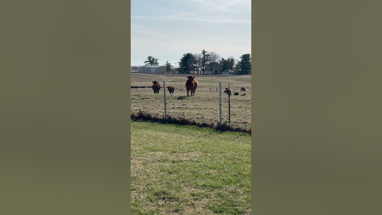 Hello Moo Cows - YouTube