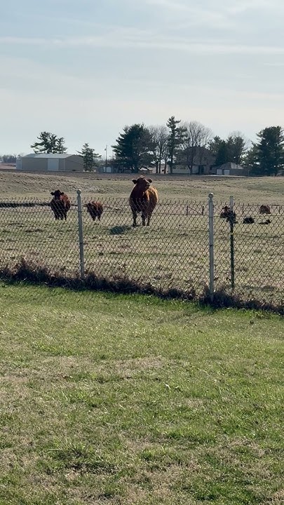 Hello Moo Cows - YouTube