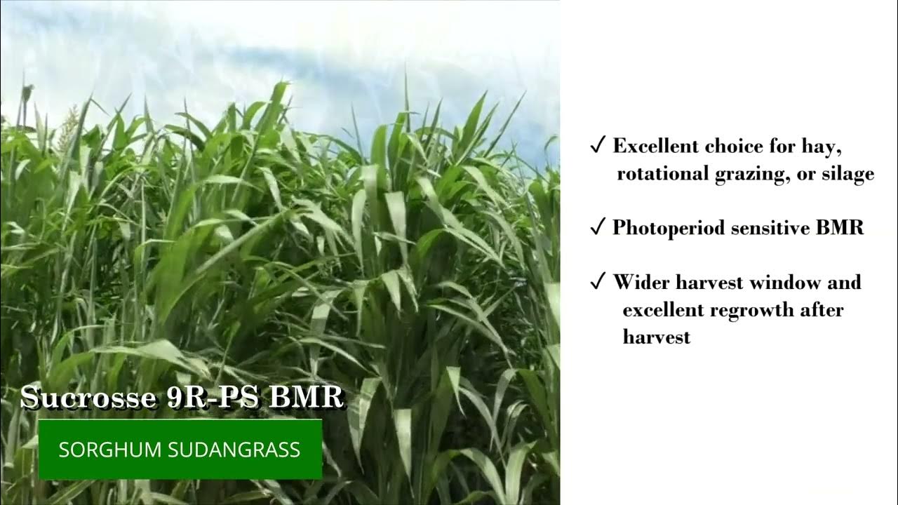 Sucrosse 9R PS BMR Hybrid Sorghum Sudangrass - YouTube