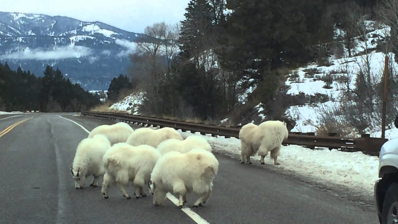 mountain goats eating salt off of the road - YouTube