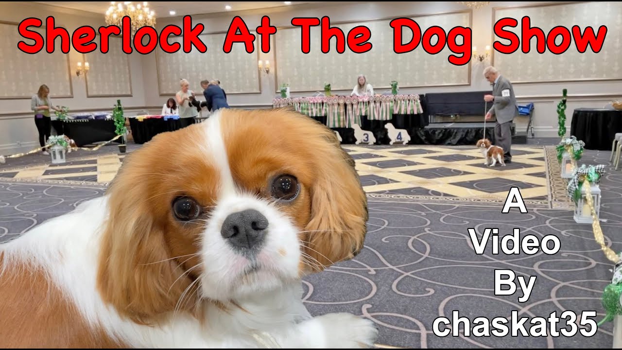 Sherlock At The Dog Show - YouTube