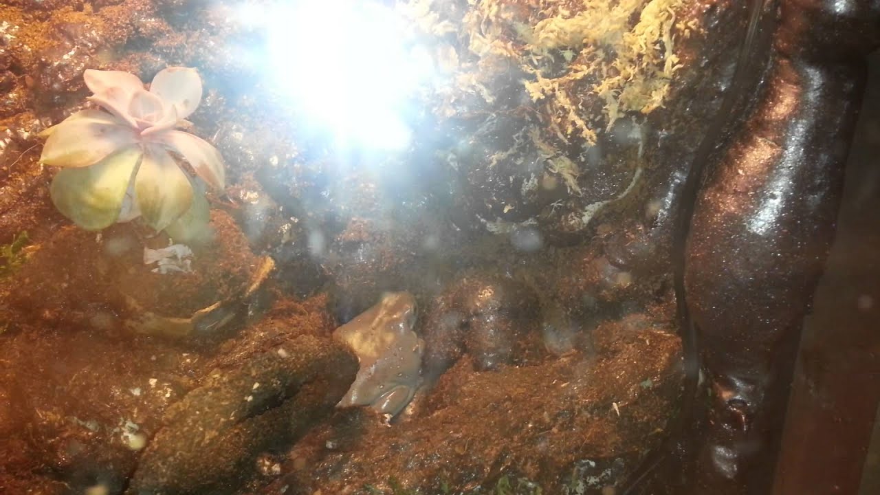 55 gallon Whites dumpy tree frog setup - YouTube