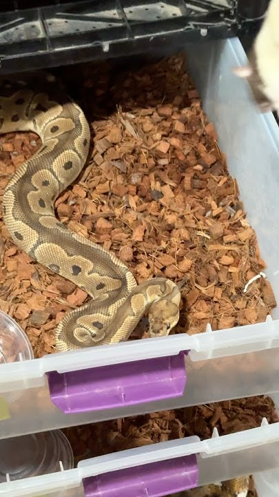 🐍 Clowning around with a 100% Het Ball Python! 🤡 #BallPython #HetClown ...