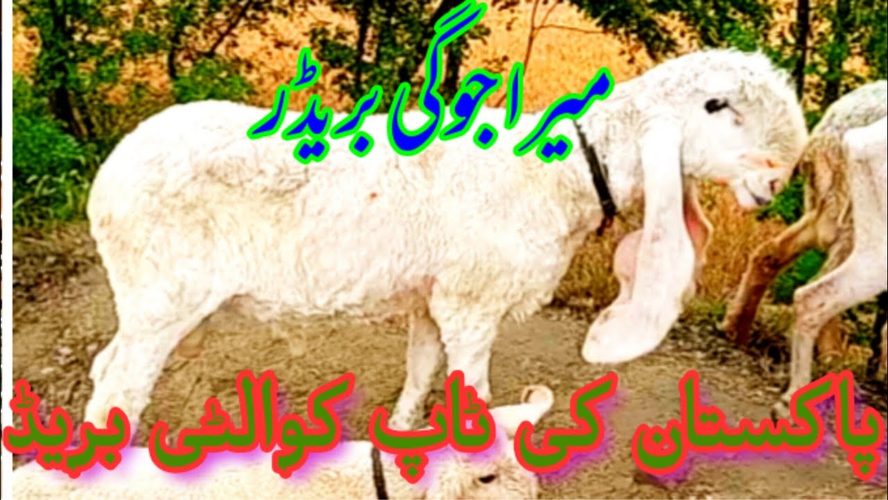 Top Class Kajle sheep Breeding Farm | Beautiful kajla breed of fakhar ...
