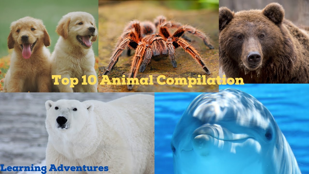 Top 10 Animals Compilation Playlist #animals #compilation #learning ...