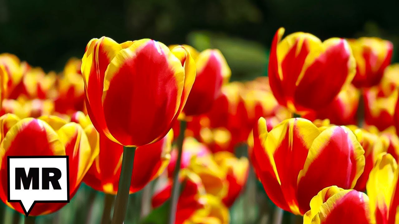 NFTs Are The New Tulips - YouTube