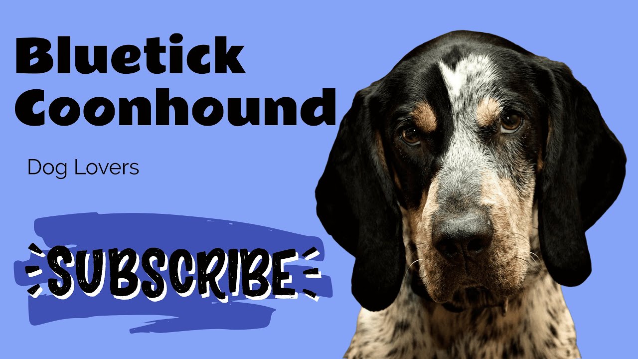 Bluetick Coonhound Breed: Everything You Need to Know | Complete Guide and Tips - YouTube