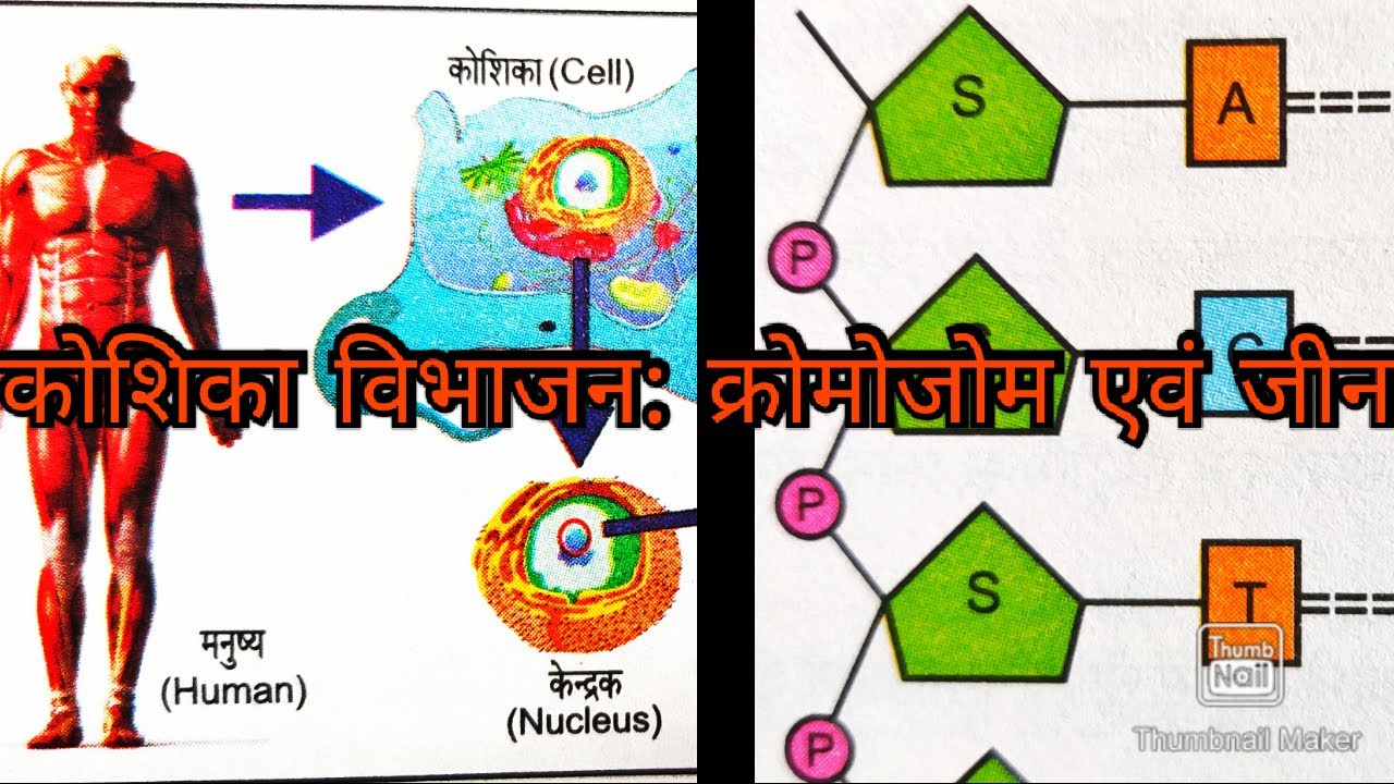 Life Science:- Chapter 2- Continuity of Life( जीवन की निरन्तरता ) - YouTube