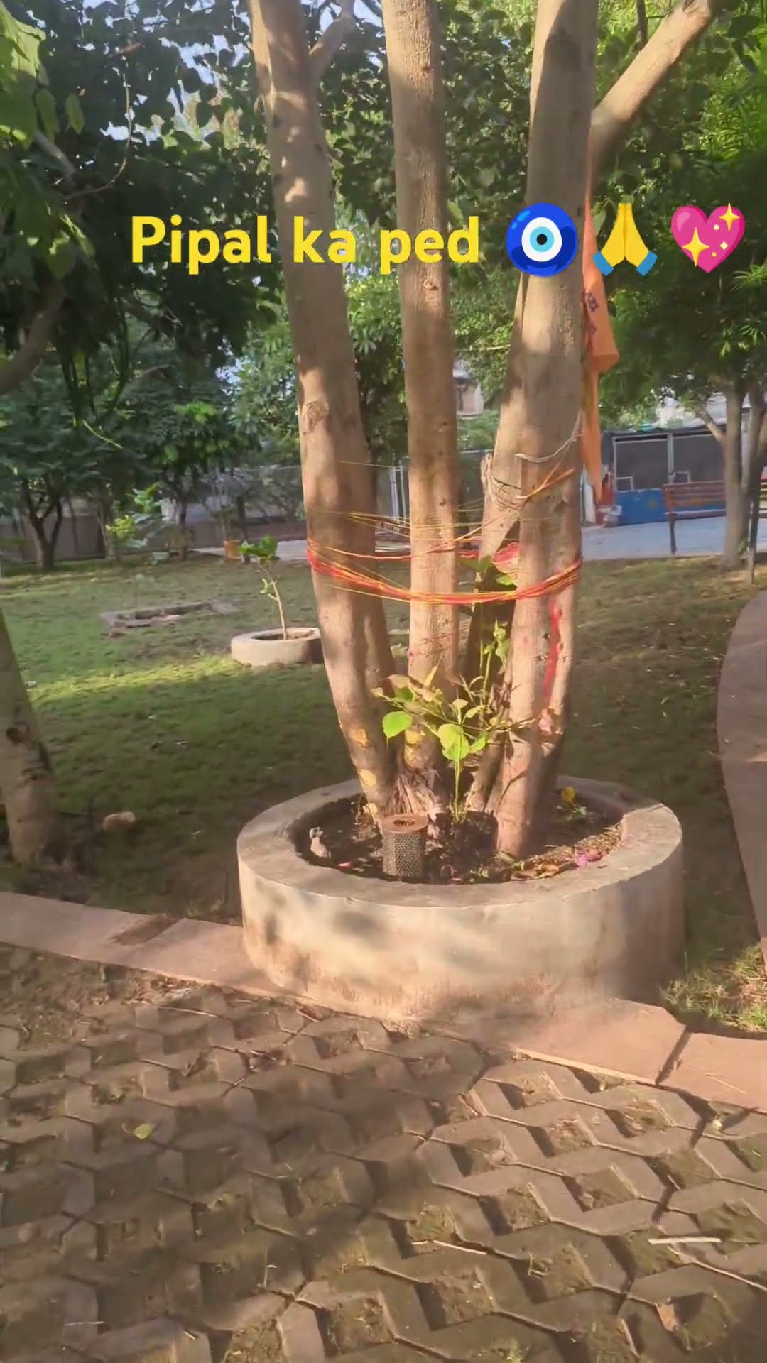 Pipal ka Ped ️🧿🙏 #upay #pipal_patta #shortsvideo #trending #vlog # ...