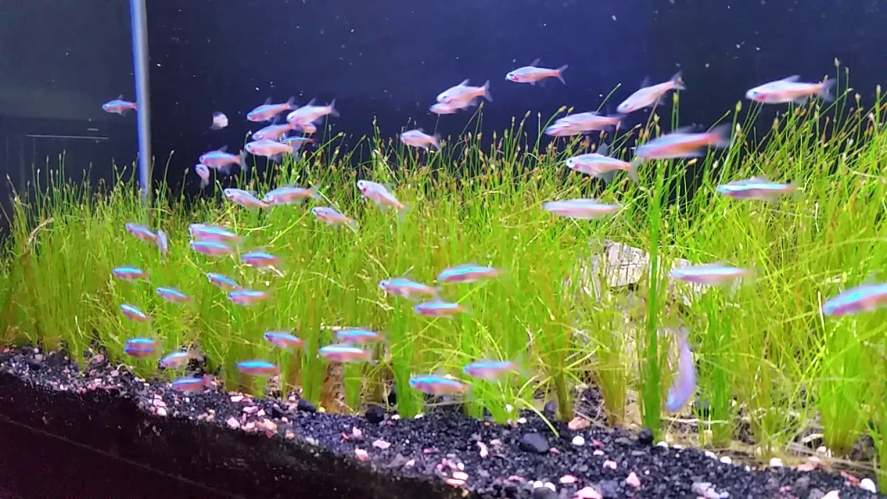 Cardinal tetra dwarf hair grass planted tank - YouTube