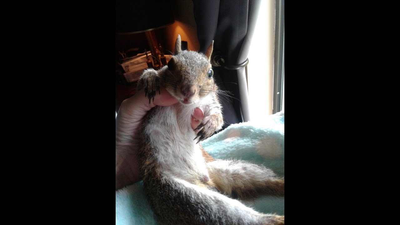 Clyde the squirrel is itchy from mites & LOVES getting brushed! - YouTube