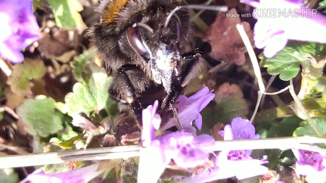 bumble bee macro video1 - YouTube