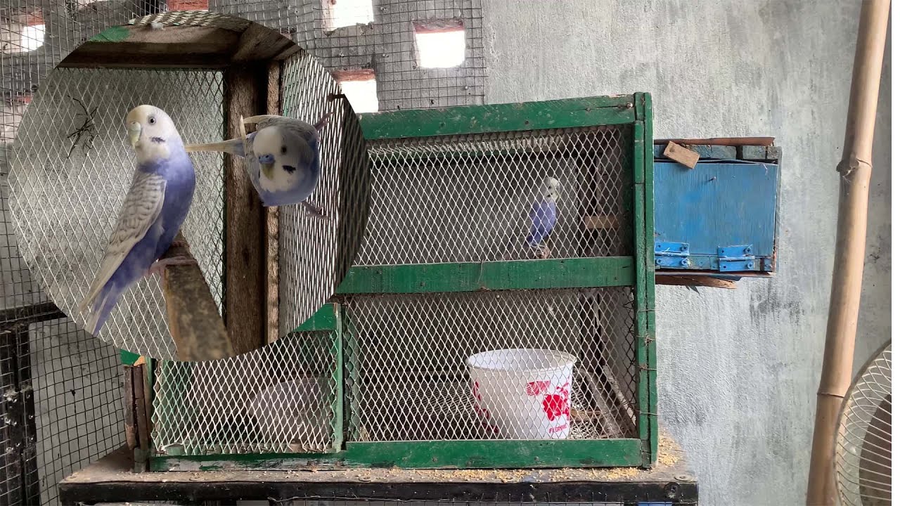 How to Breed One Pair Successful 2 days Parakeet Breeding Update # ...