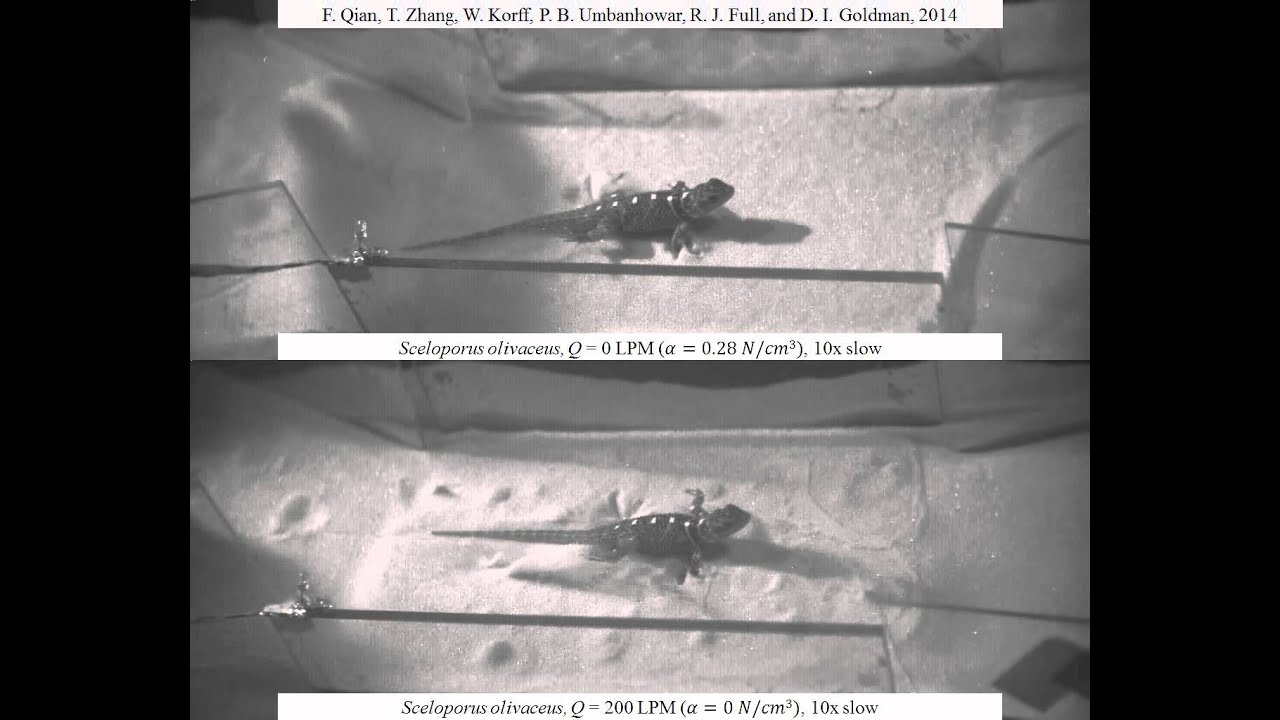 Movie S3. Movement of a generalist lizard - YouTube