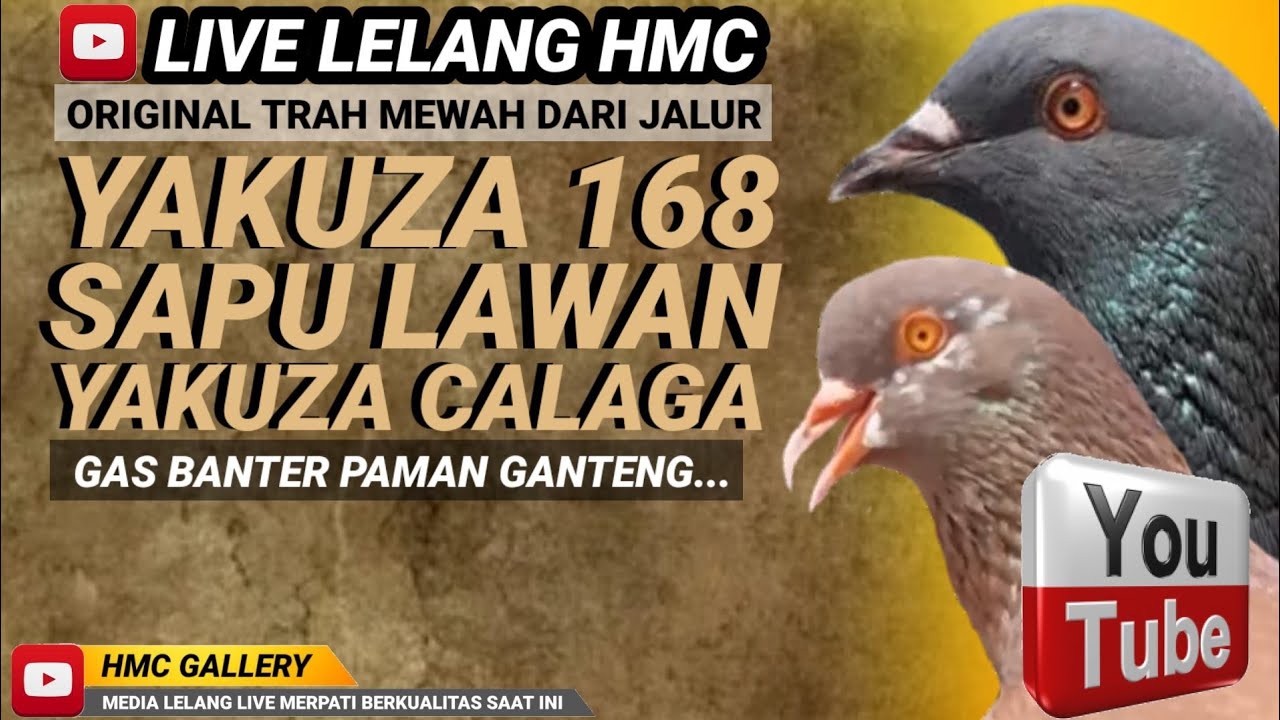 LIVE LELANG TRAH MEWAH//MERPATI KOLONG//MERPATI LOVERS/MKT CHANNEL/NEW ...