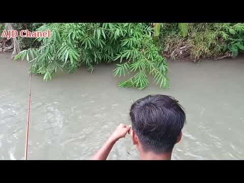 mancing dipagi hari pakek umpan roti hasilnya............!!😱😱