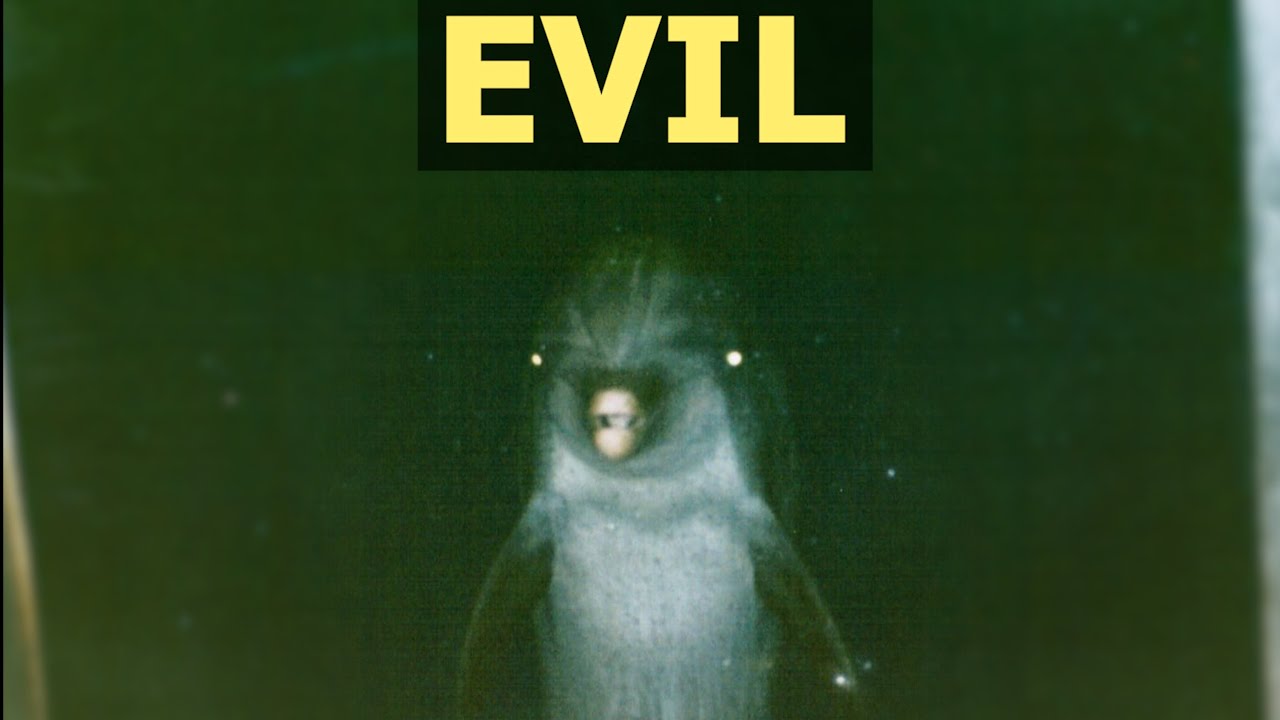 Why I HATE Dolphins and you should too - YouTube