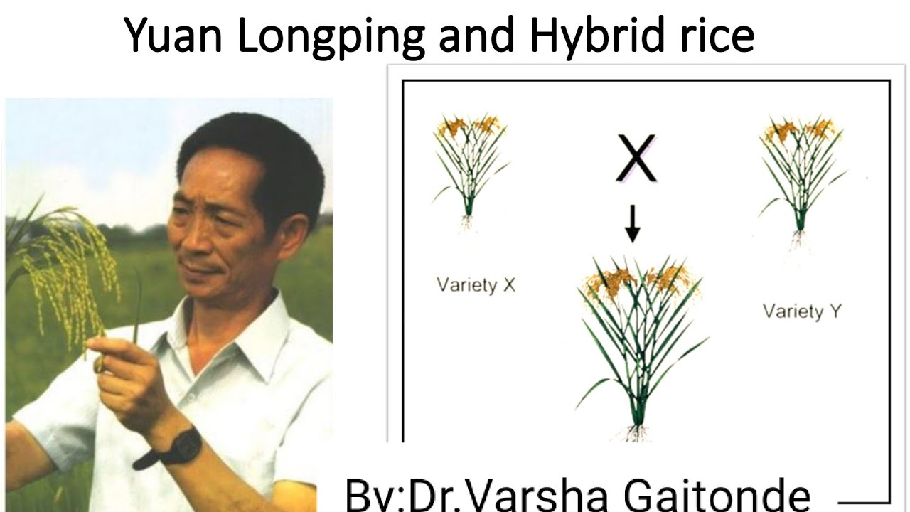 Yuan Longping and Hybrid rice - YouTube