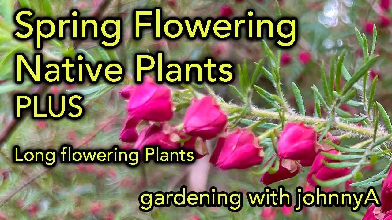 22 Spring Flowering Plants PLUS BEST Long Flowering Australia Native ...