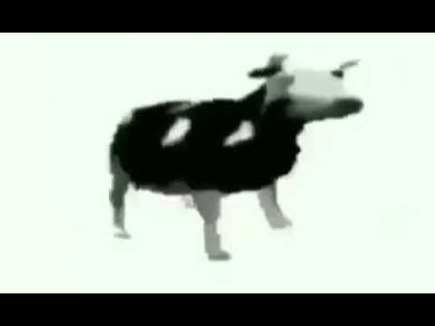 vaca dançando