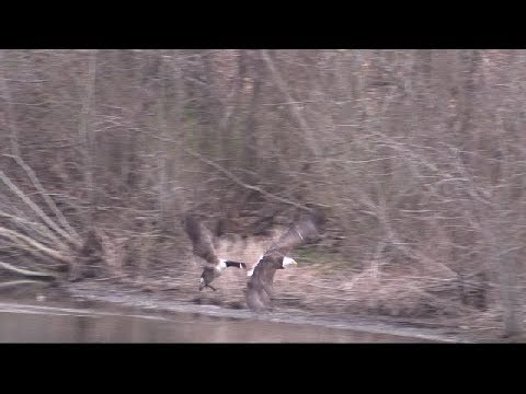 Canada goose attacks Bald Eagle - YouTube