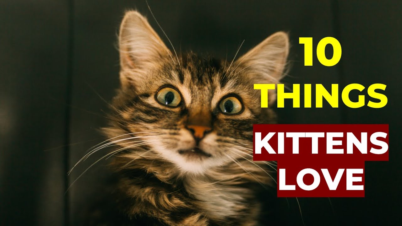 10 Things Cats Love YouTube 10-things-cats-love-youtube