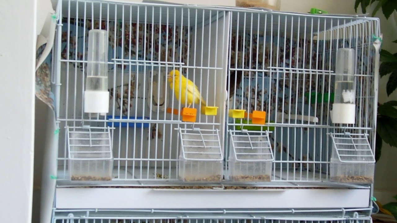 Razza Espagnola Canary singing (male) - YouTube