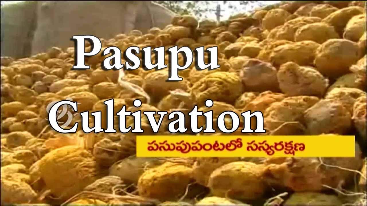 Turmeric (Pasupu) Cultivation || Tamalapaku Cultivation - Eruvaka - 01 ...