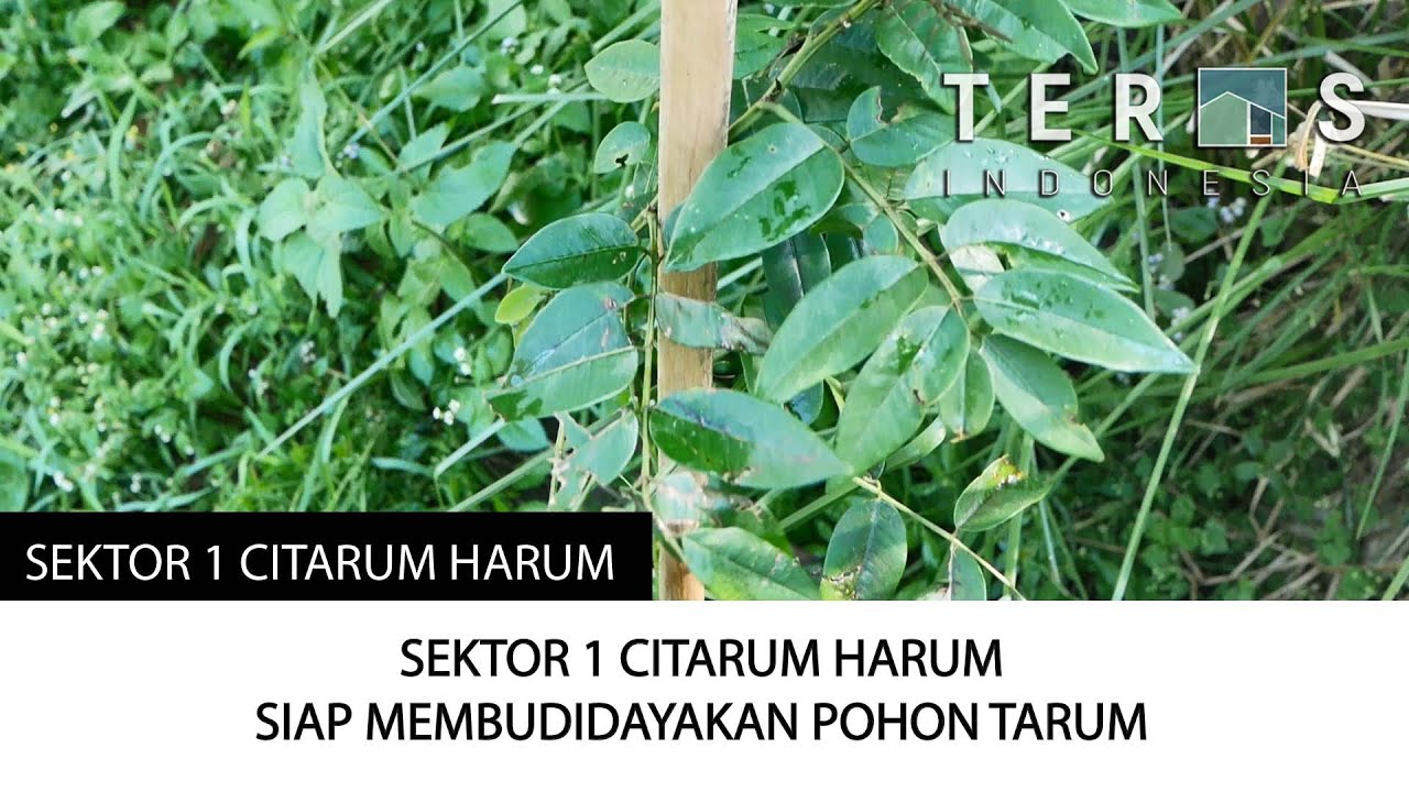SEKTOR 1 CITARUM HARUM SIAP MEMBUDIDAYAKAN POHON TARUM | INDIGOFERA ...