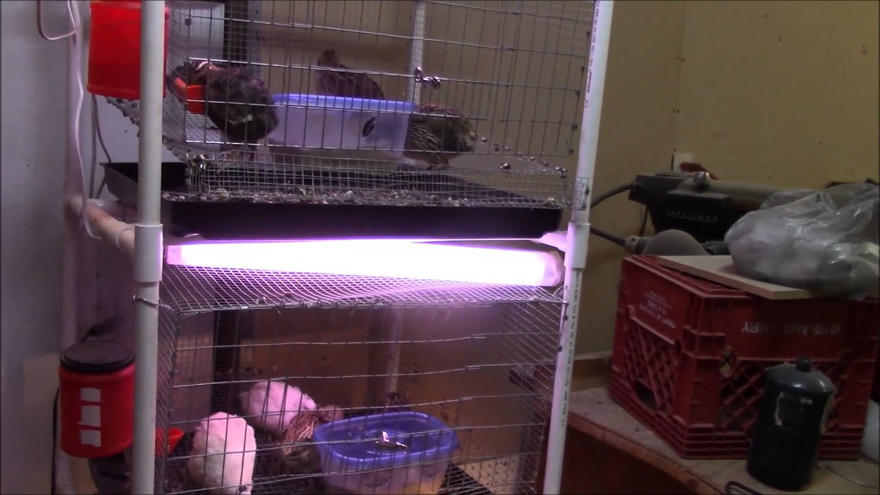Raising Coturnix Quail For The Urban Homestead - YouTube