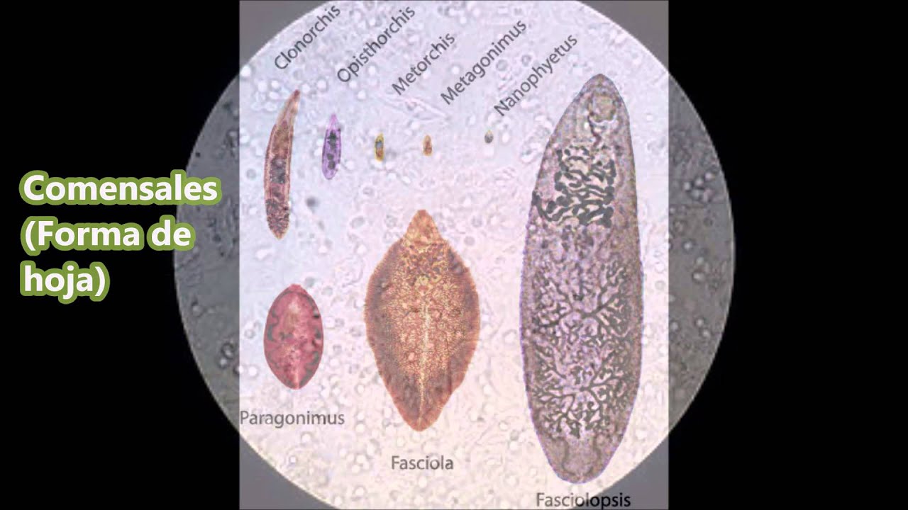 examen general de heces - YouTube