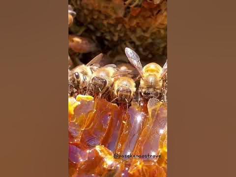 Как пчелы делают мёд🍯 - YouTube