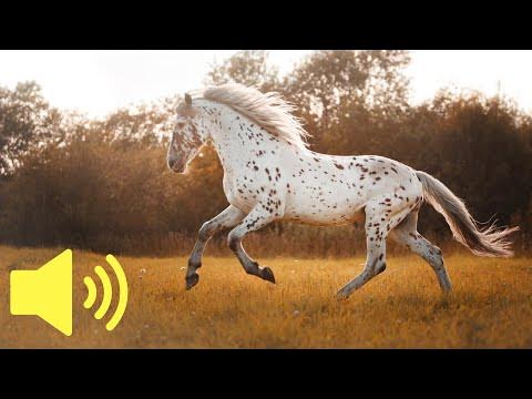 Animal Sounds (Horse) | Horse Gallop Sound Effects - YouTube