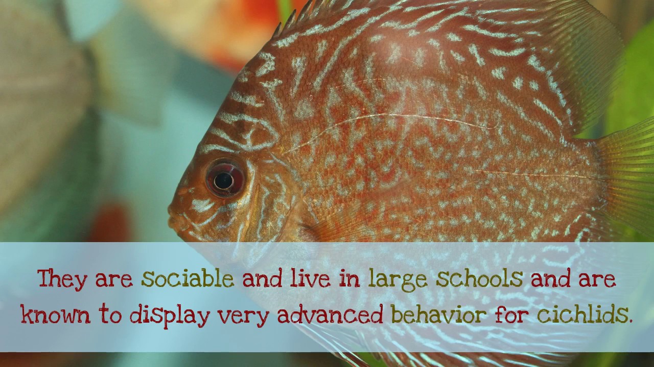 17 Amazing Things You Should Know About Discus - YouTube