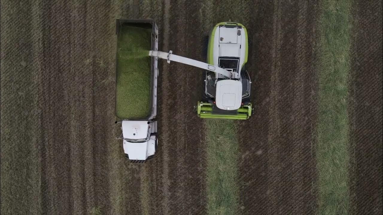 Chopping Triticale - YouTube