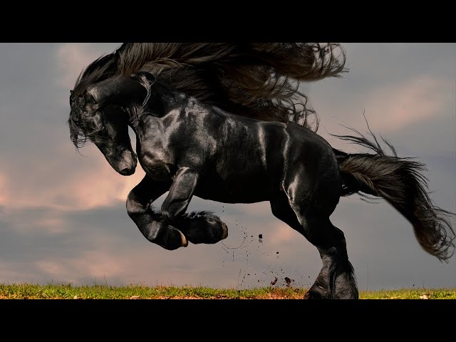 Most Beautiful Horse