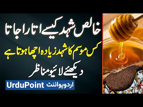 How to Extract Pure Honey? Kis Season Ka Shehad Zyada Acha Hota Hai? Pure Honey Ki Pehchan Kiya Hai?