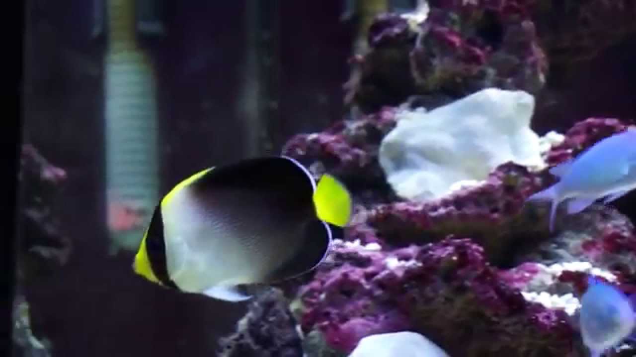 Singapore Angelfish - YouTube