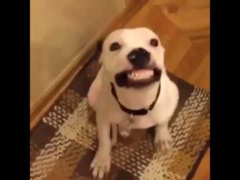 Dog "say cheese" - YouTube