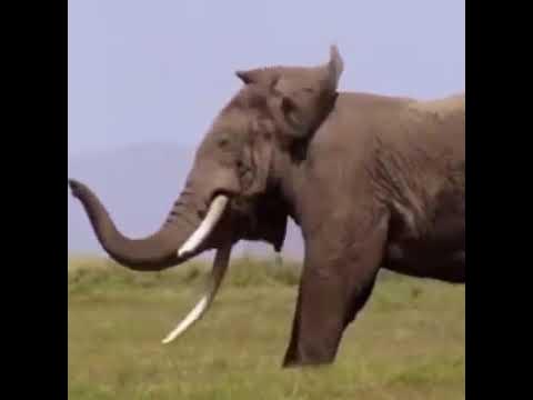 Python vs Bull Elephant - YouTube