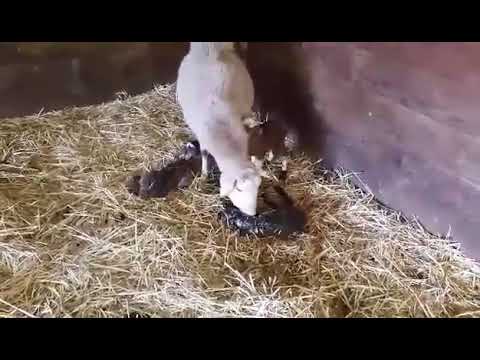 Rose Giving Birth to Last Lamb, Triplets at 7 years old! - YouTube