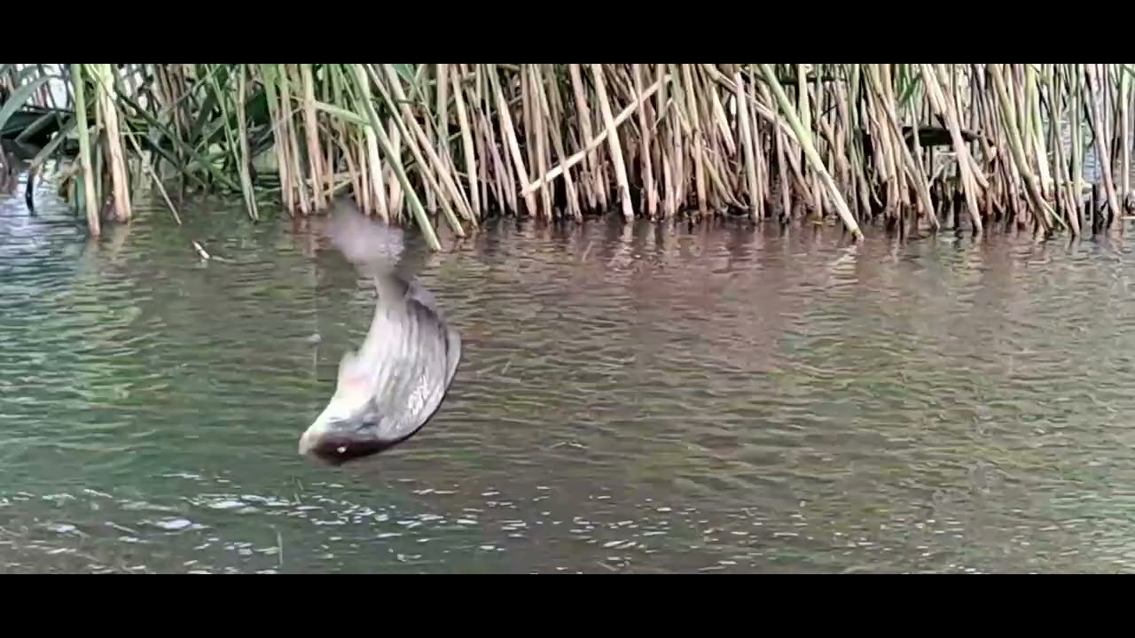 O balta super frumoasa.Balta Schela-Galati.Relaxare la pescuit - YouTube