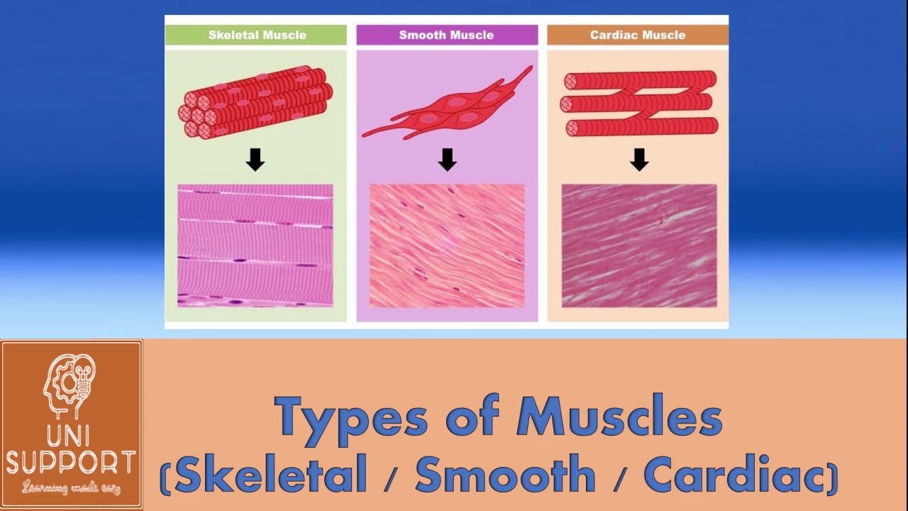 Skeletal Vs Cardiac Vs Smooth Muscles YouTube