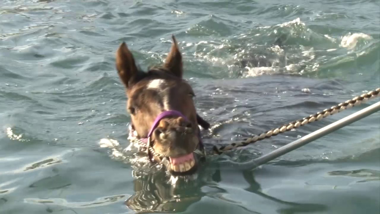 Local racetrack uses equine pool to help train racehorses | Cronkite ...
