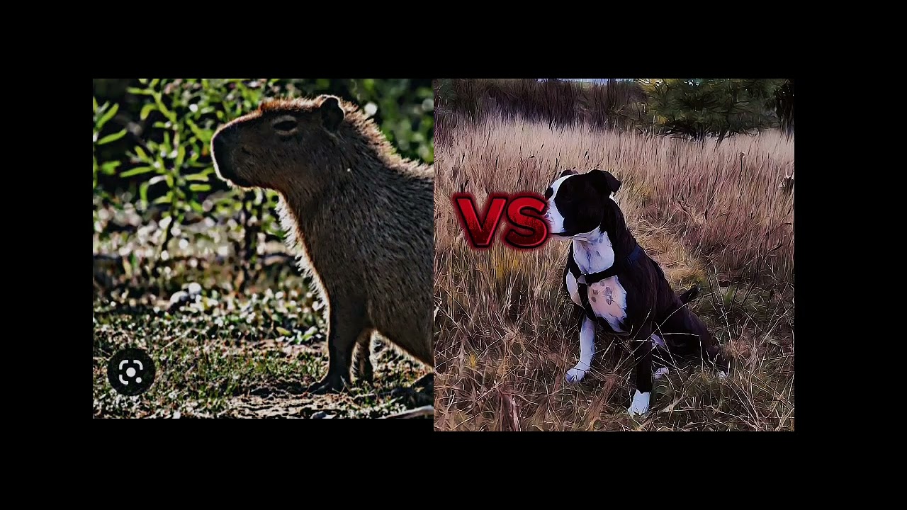 odie vs capy - YouTube