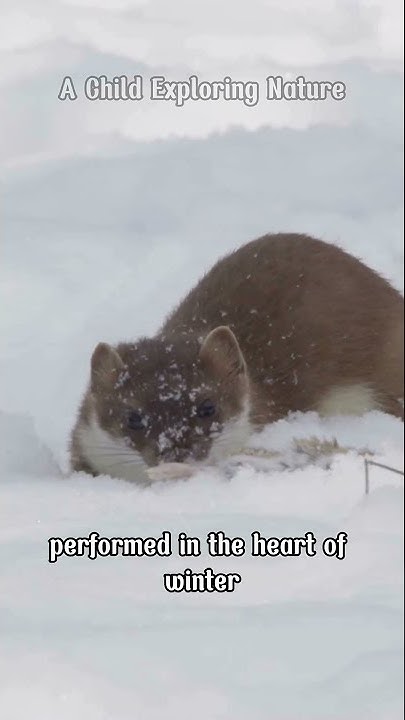 🦊 ERMINE – WINTER'S WHITE DANCER: SMALL, SLY & CLEVER | A Child ...