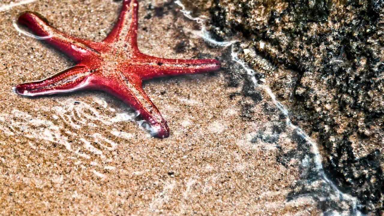 Starfish - YouTube