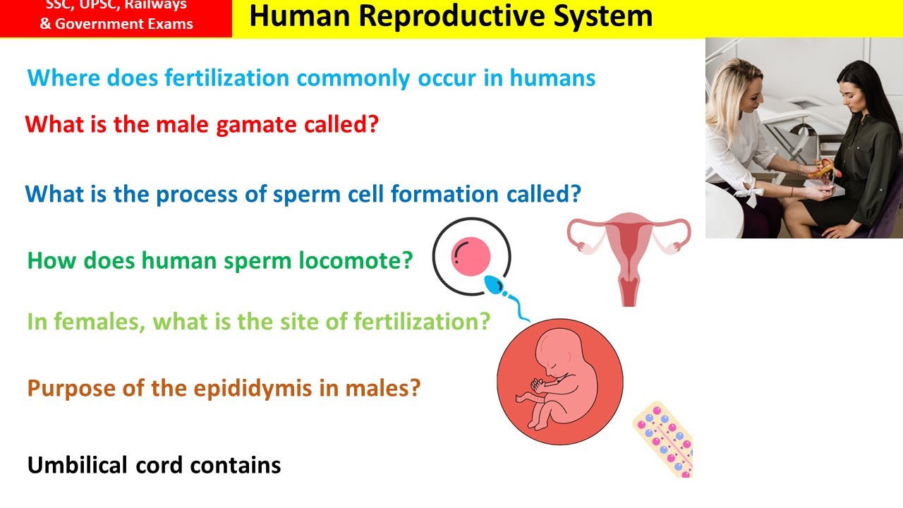 Reproductive System | SSC and Competitive Exams | Biology | NEET - YouTube