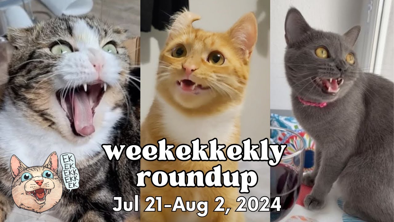 ekekekkekkek compilation - Cat Chirping Chittering Clicking (Weekly ...